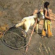 Native American Travois (Indian Drag Sleds for Dogs and Horses)